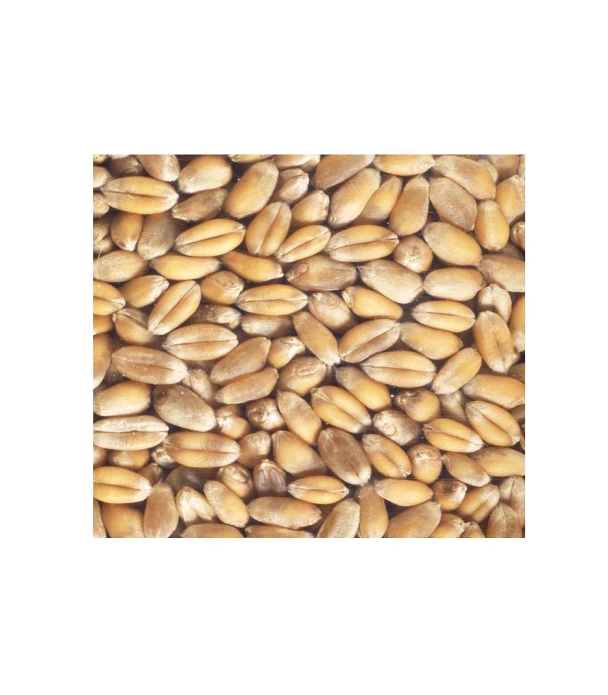 Germe de Blé Bio aux enzymes actifs paillettes de 250g - Germline 🍏